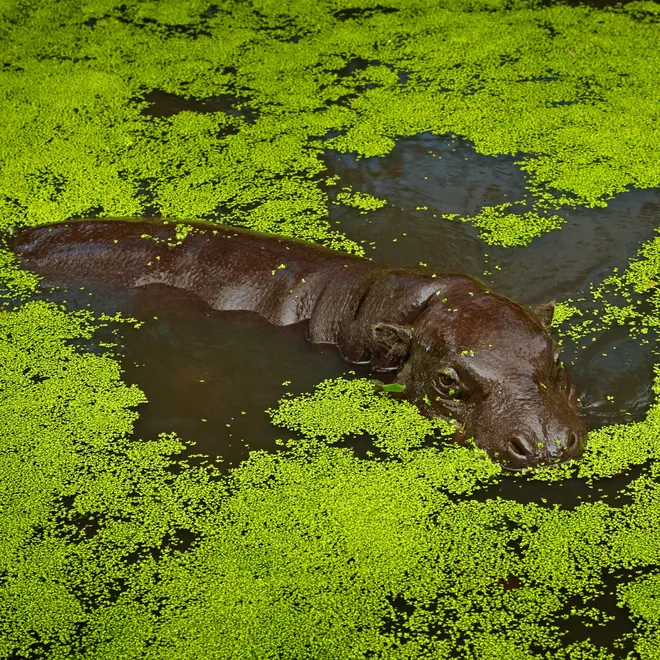 7 Fascinating Facts About Pygmy Hippos | World Wildlife Fund