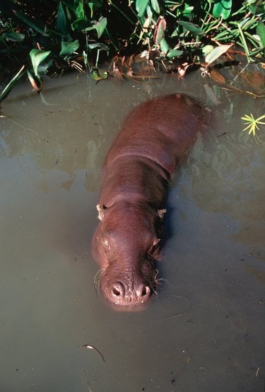 7 Fascinating Facts About Pygmy Hippos | World Wildlife Fund