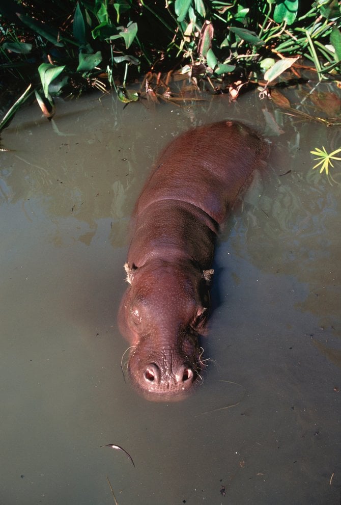7 Fascinating Facts About Pygmy Hippos | WWF