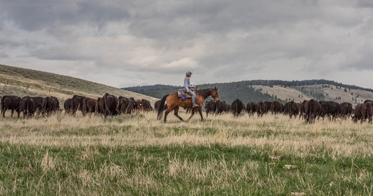 Ranchers Partners With Protect Vulnerable Grasslands | World Wildlife Fund