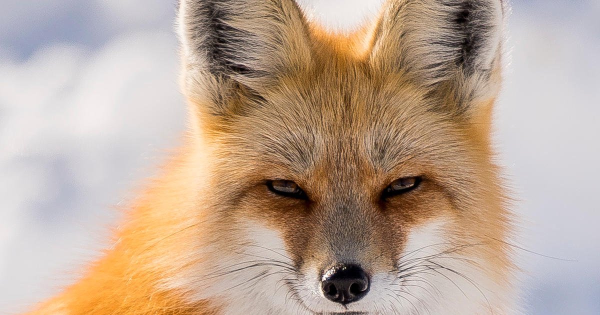 Winter Wildlife Watching Tips and Species to Spot | World Wildlife Fund