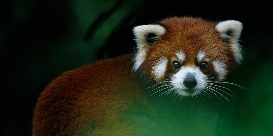 New STAR Metric Measures Impact of Conservation on Species | World ...