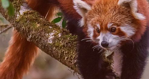 Red Panda Status in Bhutan: National Red Panda Survey Report 2023 ...