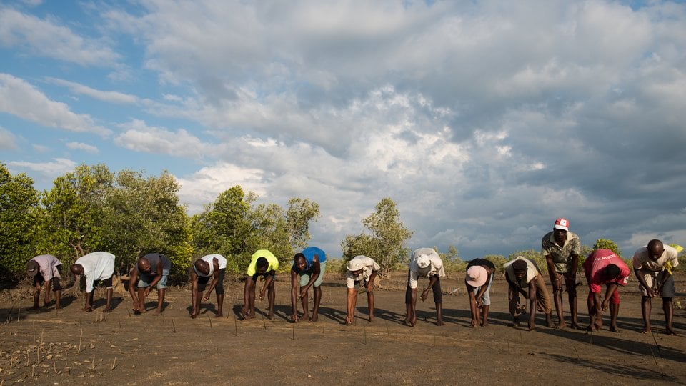 Mighty Mangroves: Coastal Forests Worldwide | WWF