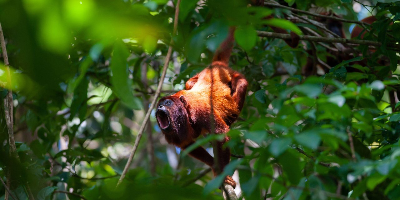 A Big Win for the Peruvian Amazon | WWF