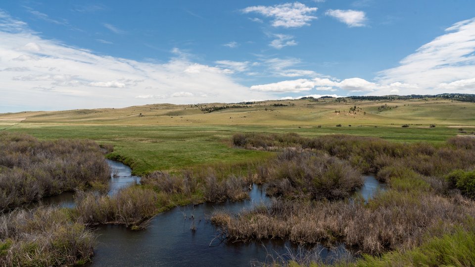 Artificial Beaver Dams Aid Montana Streams | World Wildlife Fund