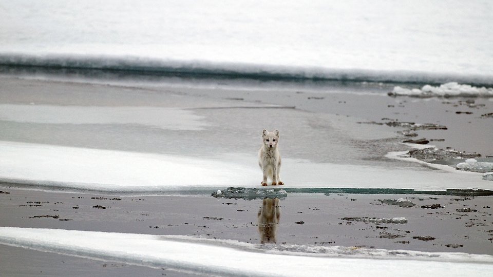 Arctic Foxes: Survival in a Changing Landscape | World Wildlife Fund