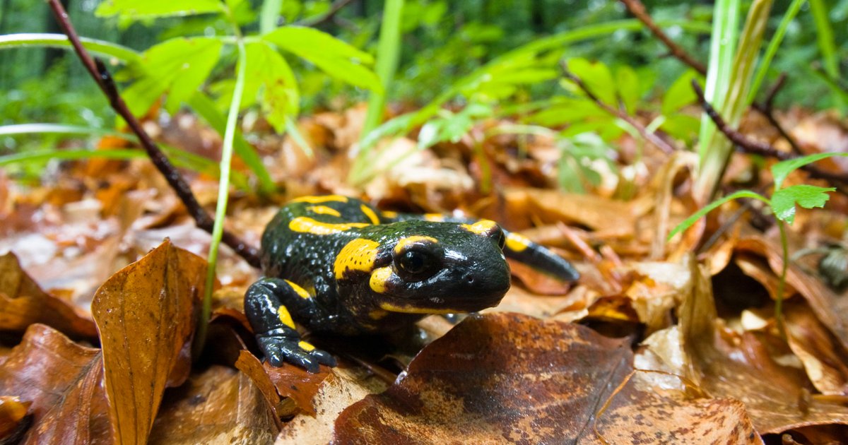 How Fire Salamanders Protect Themselves With Poison | WWF
