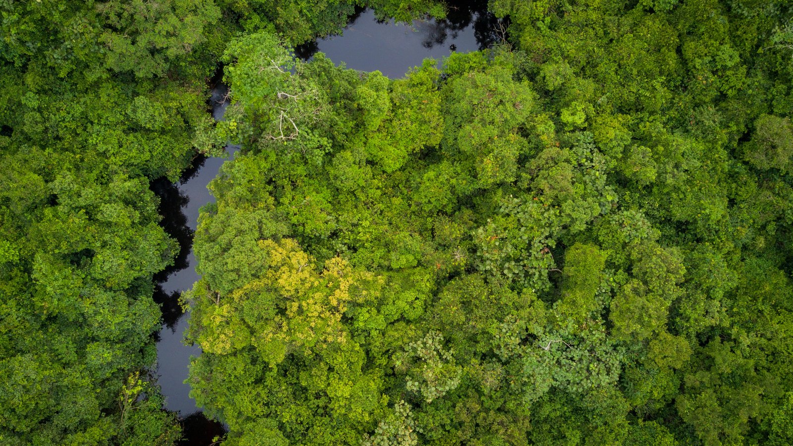 The Congo Basin's Animals & People | WWF | World Wildlife Fund