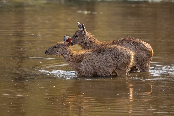 How Tigers Help Fight Climate Change and Protect Ecosystems | World ...
