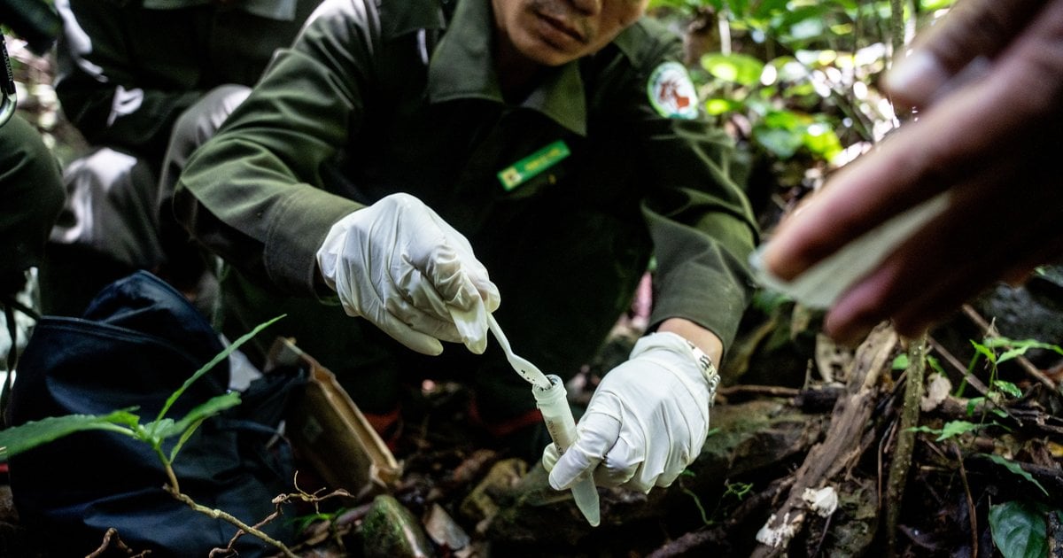 A Rare Saola Sighting Rekindles Hope for Conservation | WWF