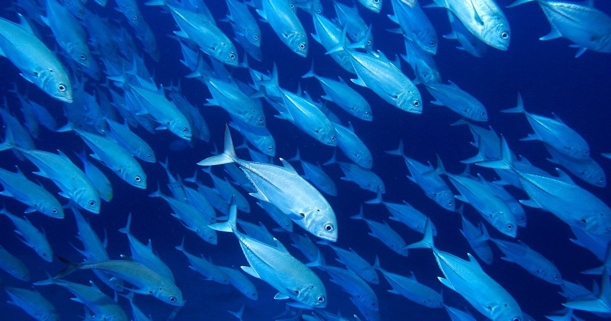 Rethinking Seafood and the Future of our Oceans | WWF