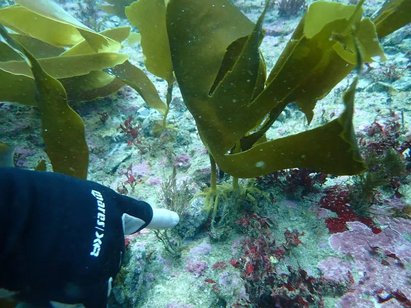Restoring Seaweed Forests for Oceans and Climate Health | WWF