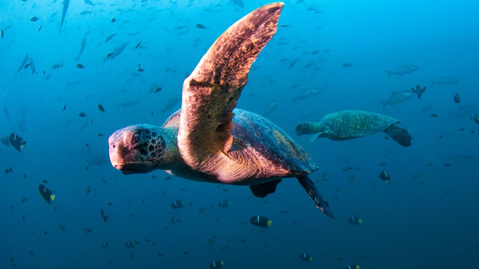 A Nature-Positive Future for Oceans | World Wildlife Fund