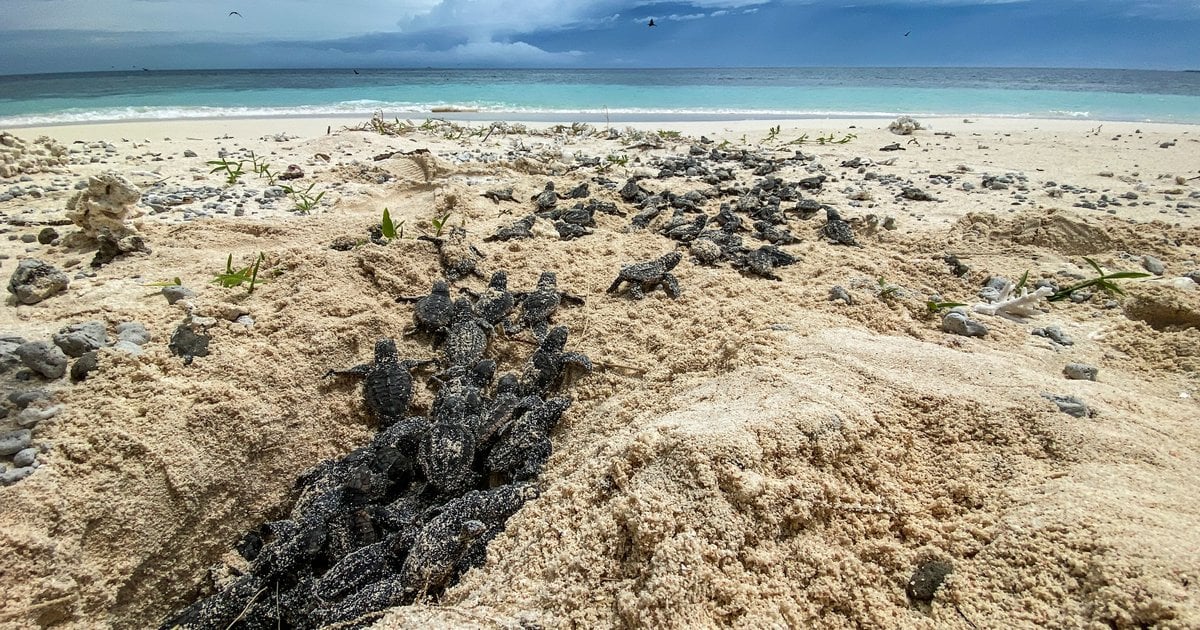 ShellBank Traces Sea Turtle DNA to Aid Conservation | World Wildlife Fund