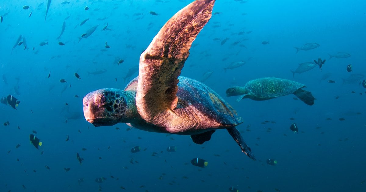 Sea Turtles: Species, Threats, and How to Help | World Wildlife Fund