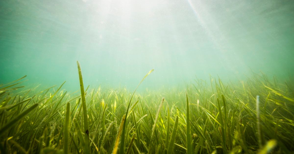 Seagrass: Nature’s Secret Weapon Against Climate Change | WWF