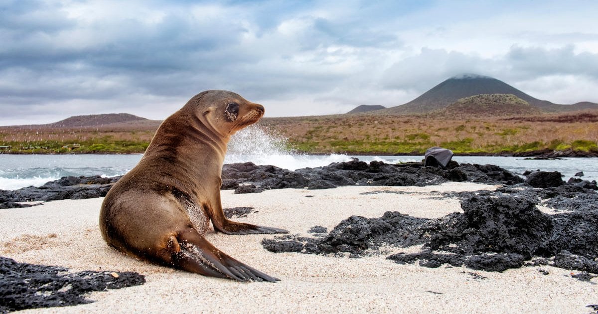 Explore the Galápagos With WWF Experts and Natural Habitat | World ...