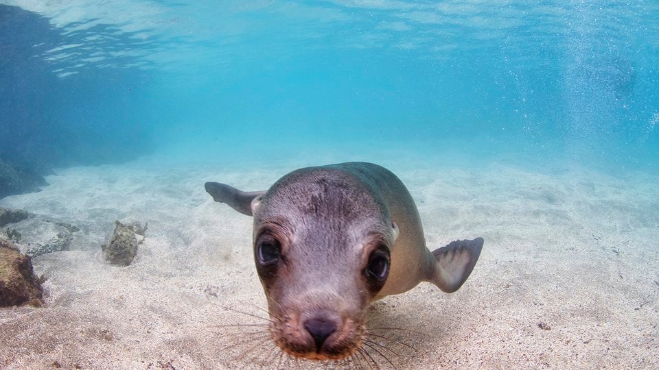 Seal | WWF