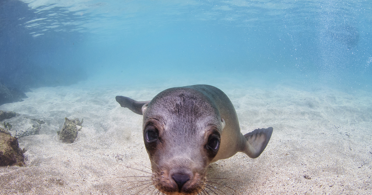 Seal | WWF