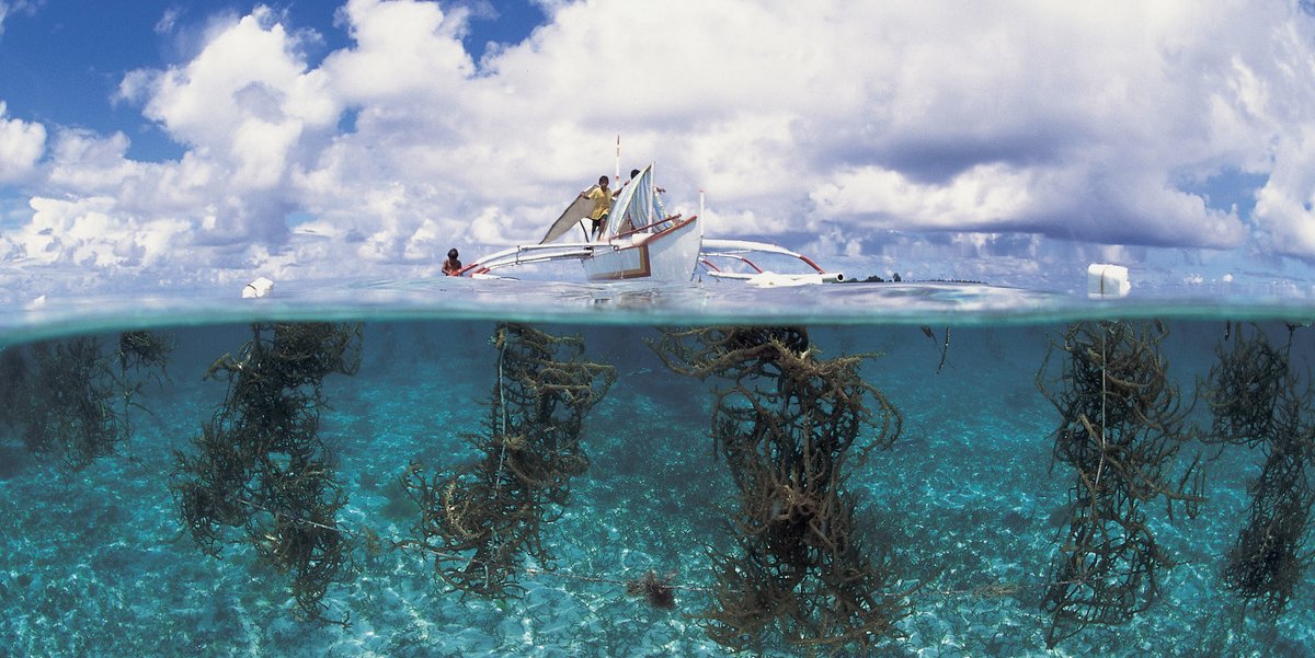 WWF’s New Ocean Strategy for People and Planet | World Wildlife Fund
