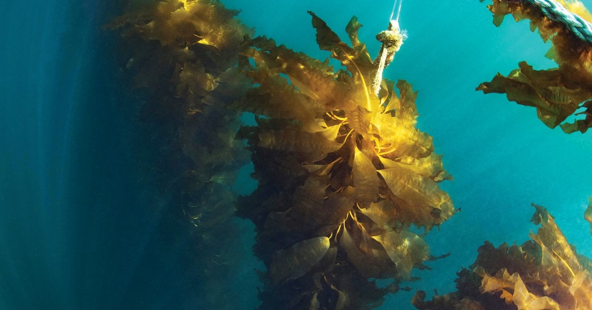 Teaching tools about seaweed | WWF