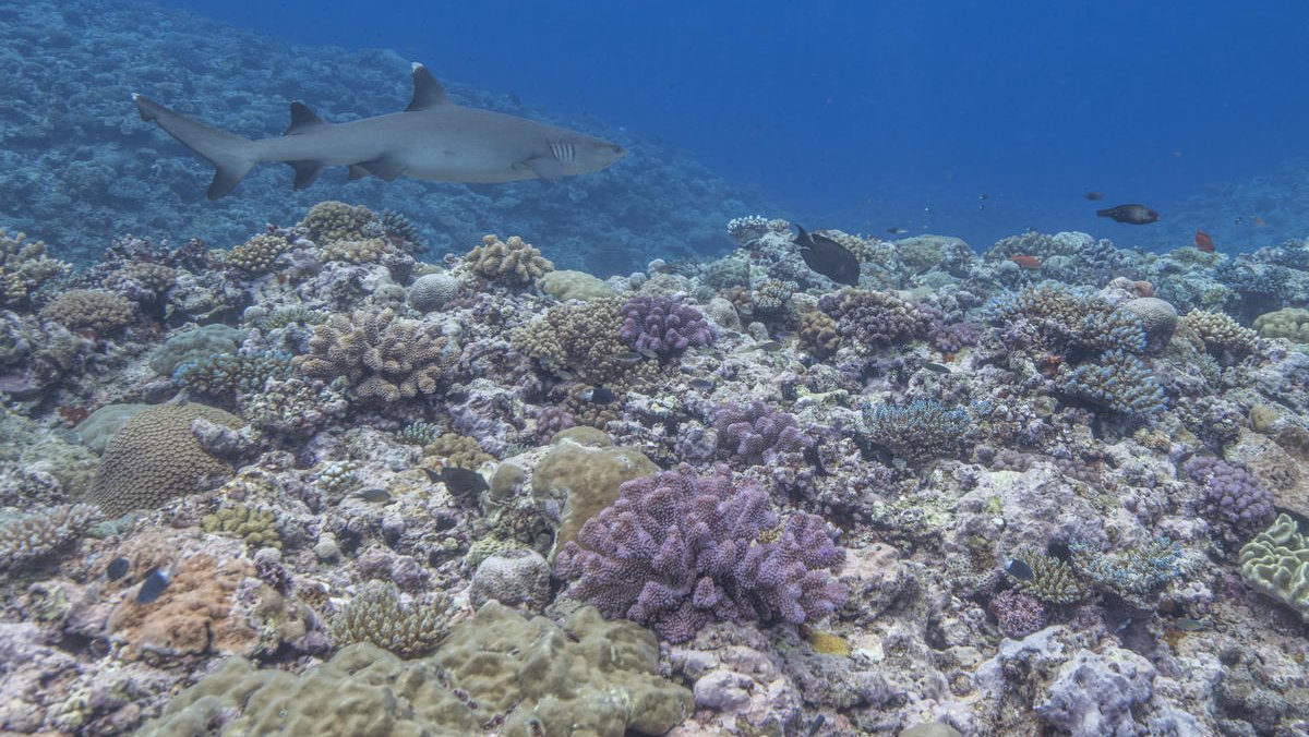 New Insights into the Incredible Animals of Fiji’s Great Sea Reef ...