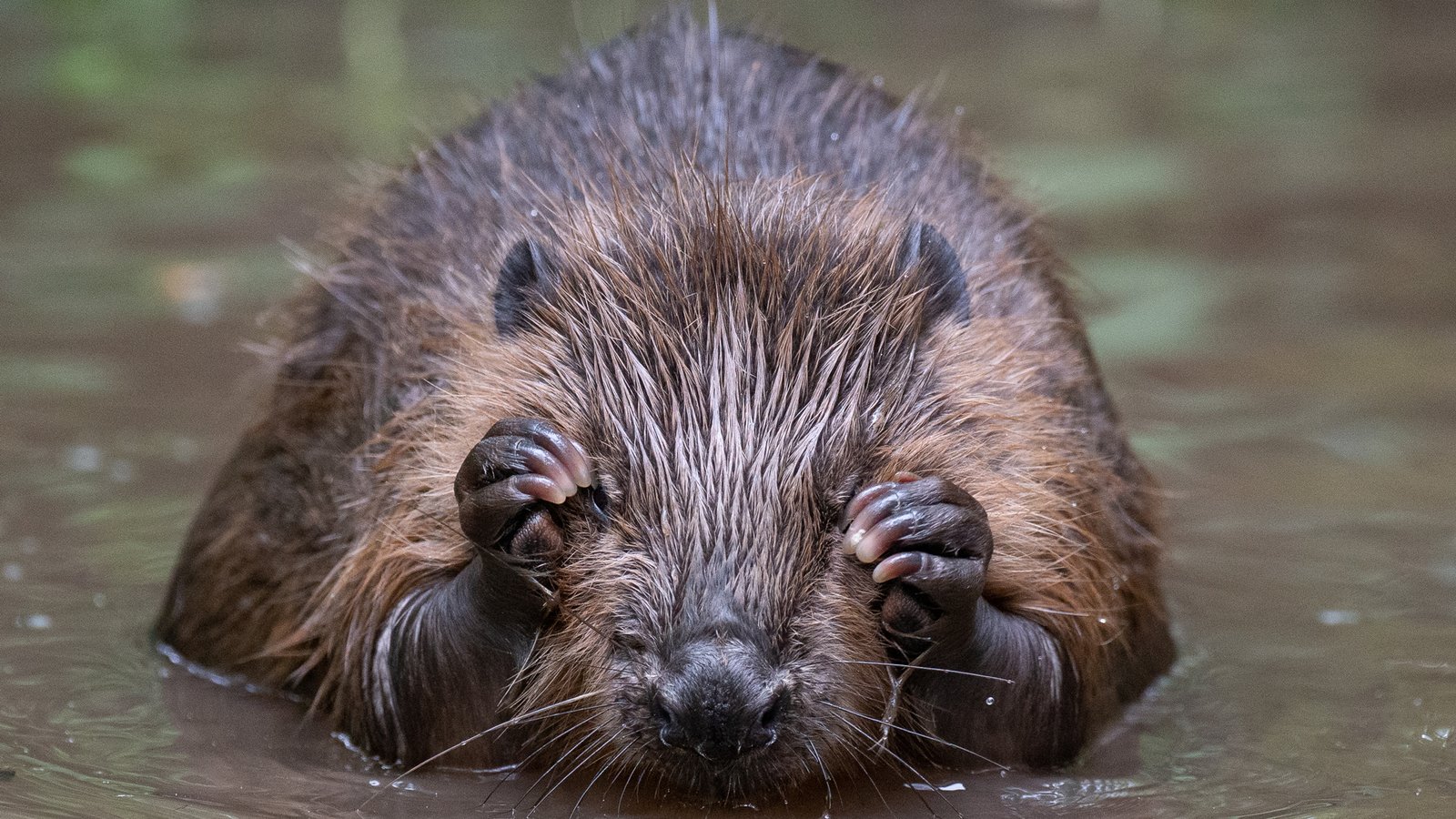 Beavers Build Climate Resilient Ecosystems Naturally | World Wildlife Fund