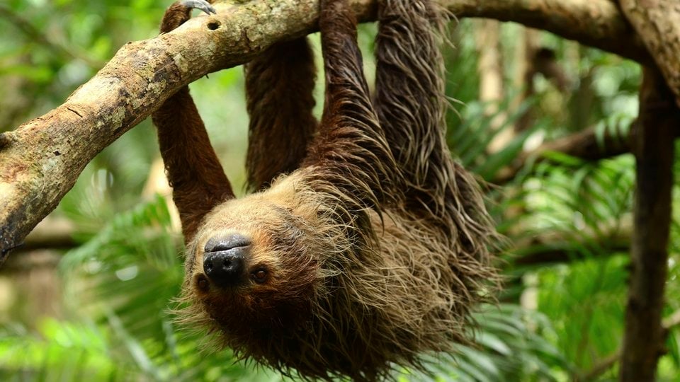 Sloth | World Wildlife Fund