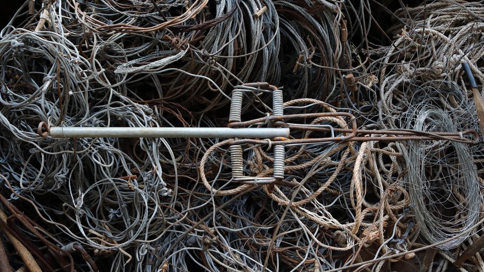 The Snaring Crisis Threatening the Survival of Asia's Big Cats | World ...