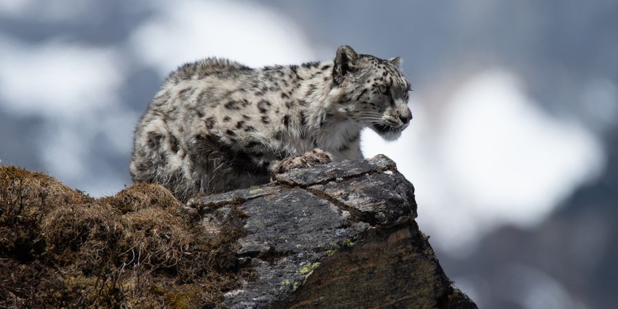 Nepal Reports Stable Snow Leopard Population | World Wildlife Fund