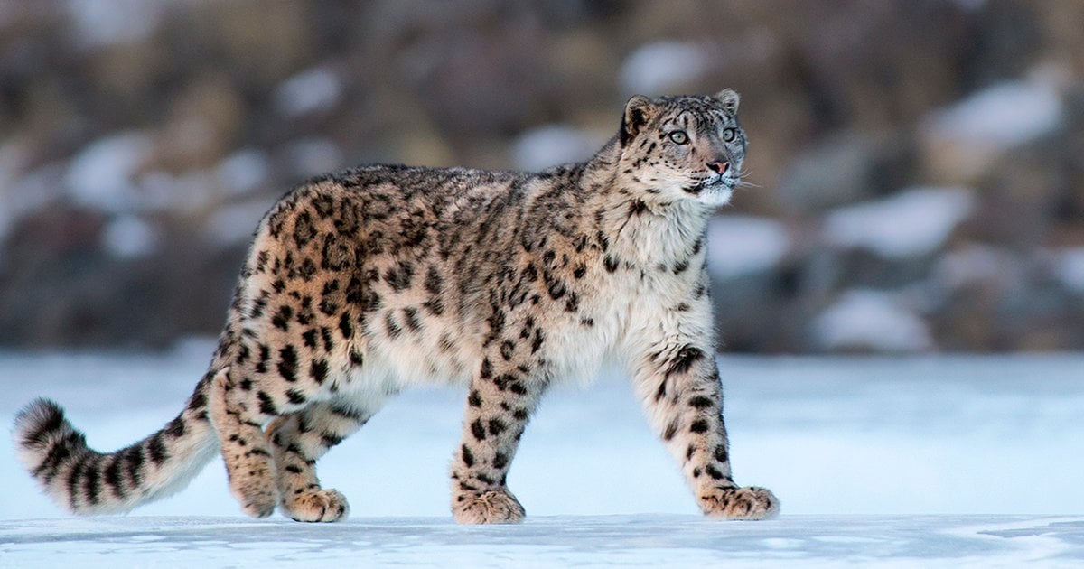 Telegram de coroas gostosas