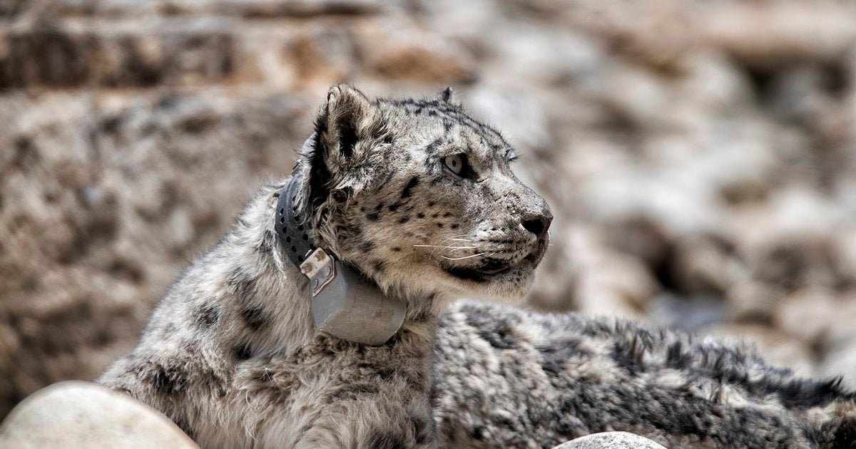 Nepal Tracks Snow Leopards via GPS Collars | World Wildlife Fund