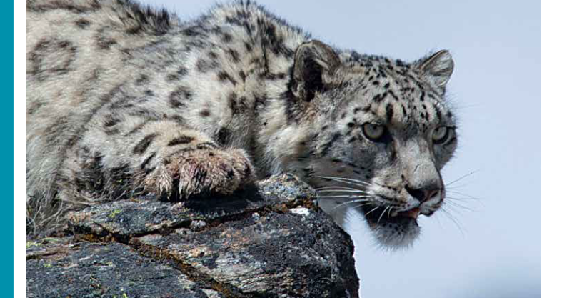 Snow Leopard Conservation Highlights ‚Äì Conservation and Adaptation in ...