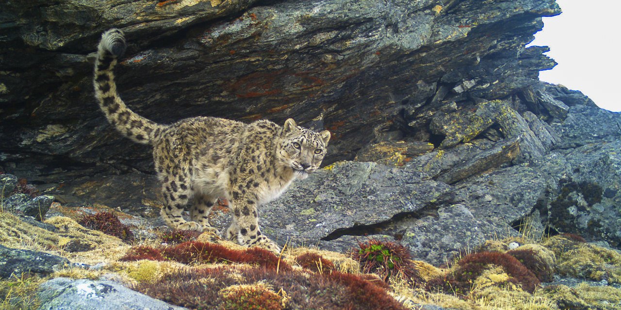 India's New Snow Leopard Study Counts 781 | WWF