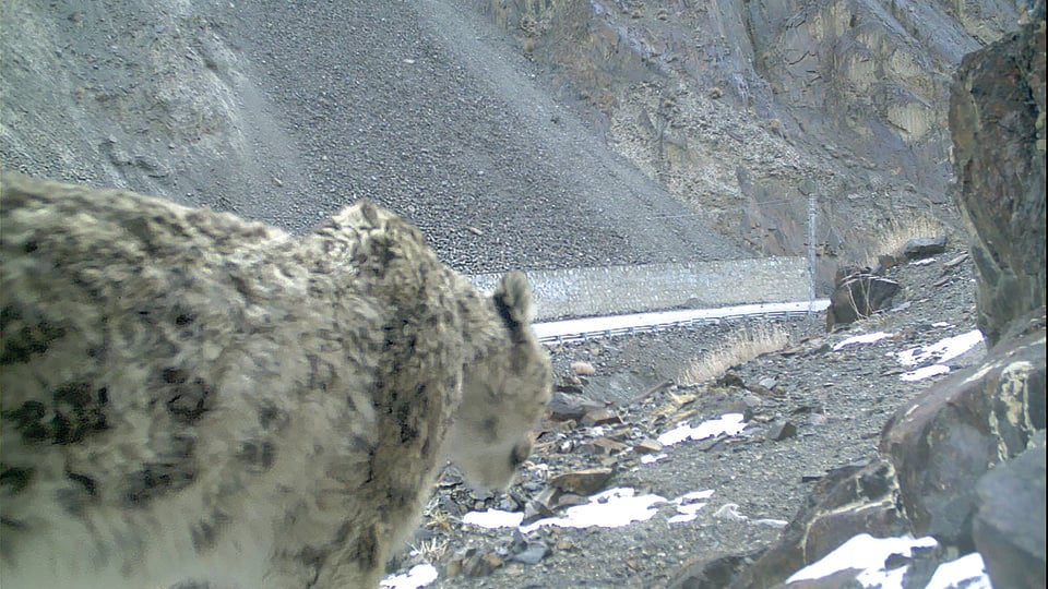 Protecting Snow Leopards Amid Growing Infrastructure | World Wildlife Fund