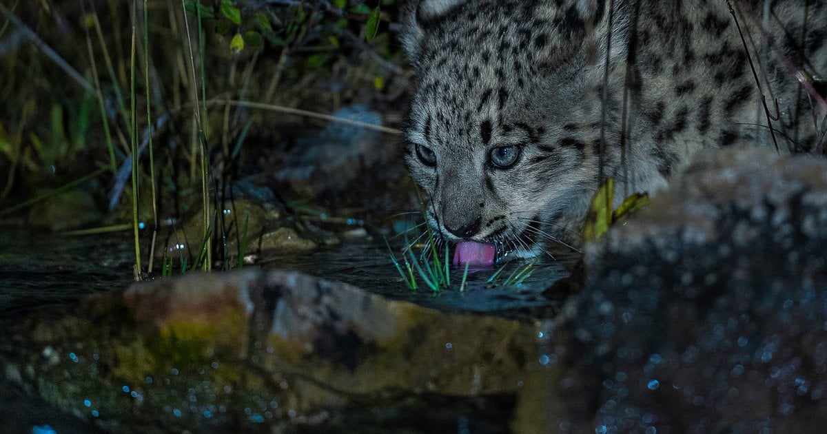 Nepal Reports Stable Snow Leopard Population | World Wildlife Fund