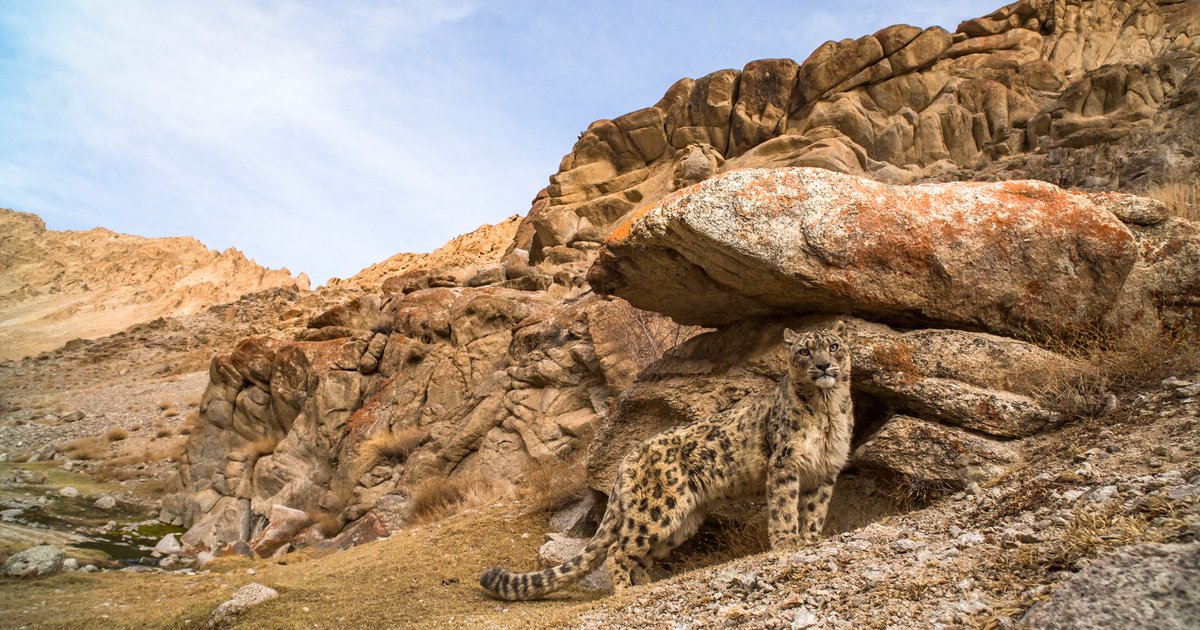 Protecting Snow Leopards Amid Growing Infrastructure | World Wildlife Fund