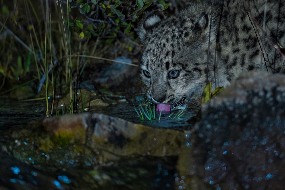 How Much Do Snow Leopards Eat