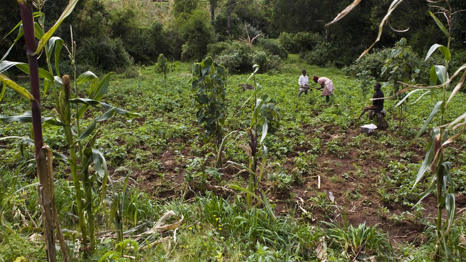 Soil Erosion and Land Degradation | WWF