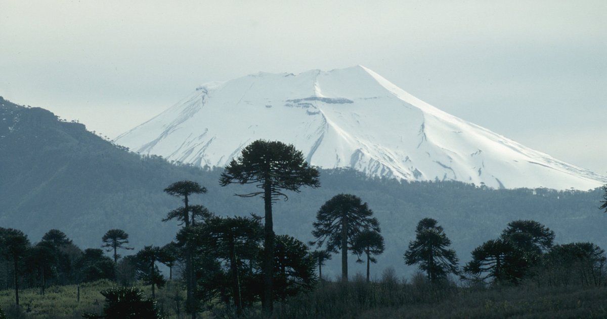 Southern Chile | WWF | WWF