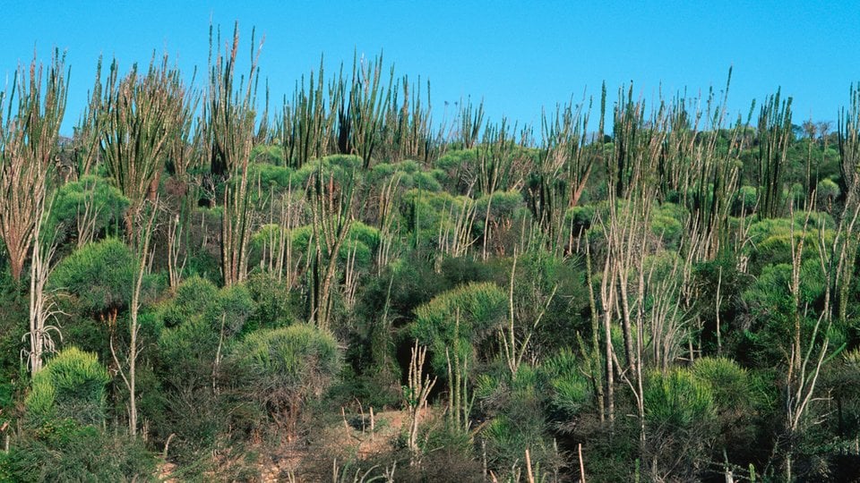 How WWF Protects Lemurs in Madagascar | WWF | World Wildlife Fund