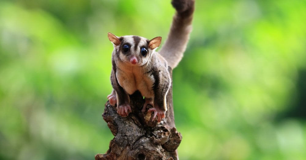 Sugar Glider Pet Risk and Care Assessment | World Wildlife Fund