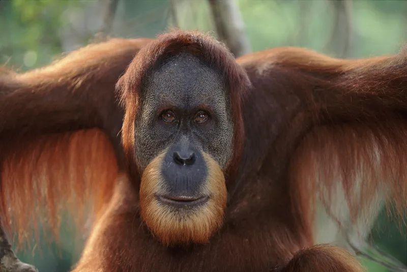 Sumatran Orangutan | World Wildlife Fund