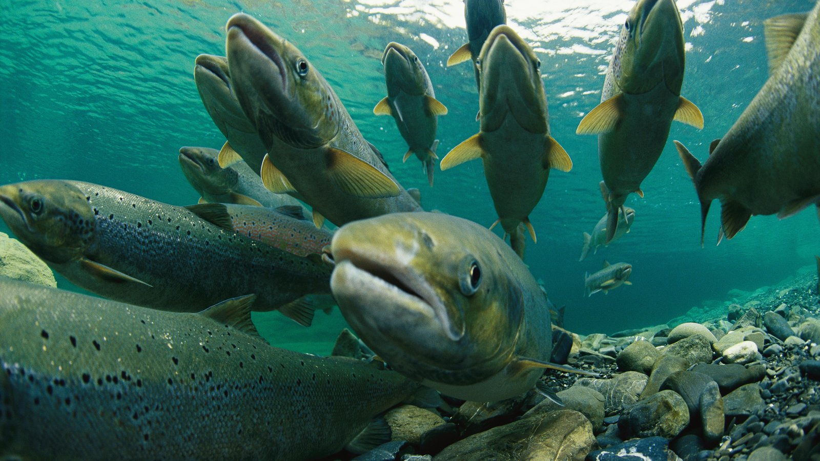 Sustainable Seafood for People and Planet | WWF
