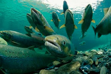 What Is Overfishing World Wildlife Fund