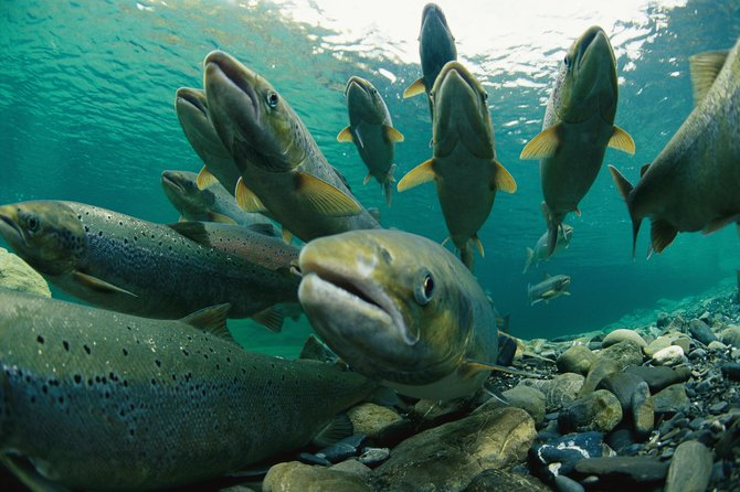 What Is Overfishing? | World Wildlife Fund