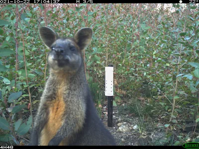 Eyes on Recovery: Monitoring Australia’s Bushfire Impact | WWF