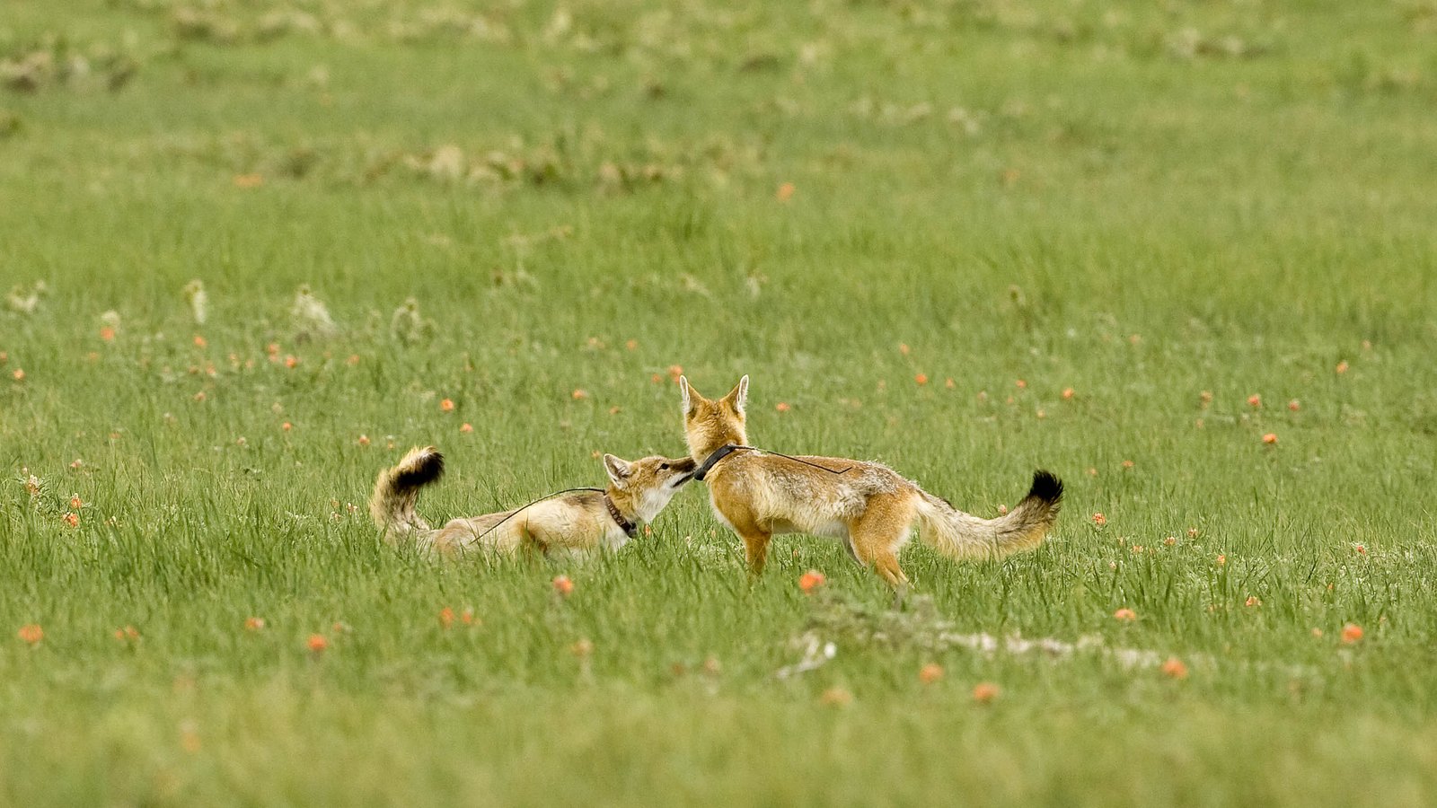 Swift Fox | World Wildlife Fund
