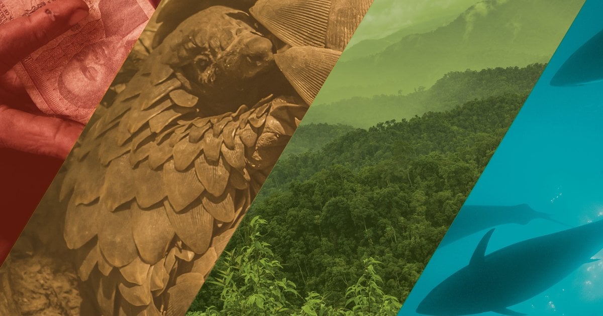 TNRC Project Overview | WWF